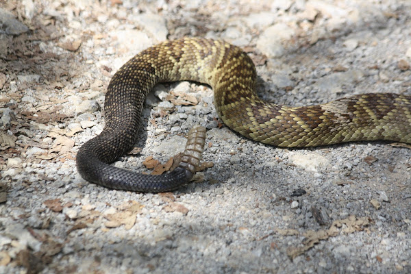 Víbora de cascabel cola negra, Black-tailed rattlesnake | Project Noah