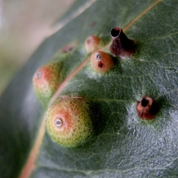 eucalyptus leaf gall - scale induced | Project Noah