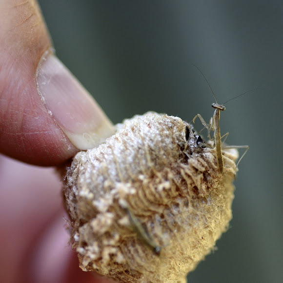 Chinese mantis ootheca (egg case) | Project Noah