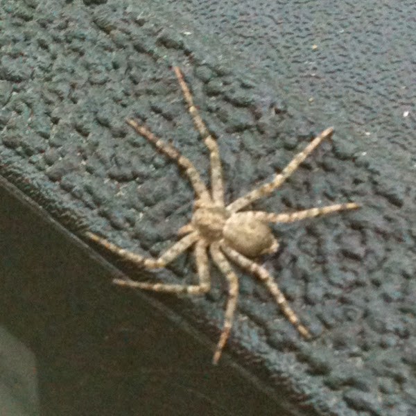 Spotting | Project Noah