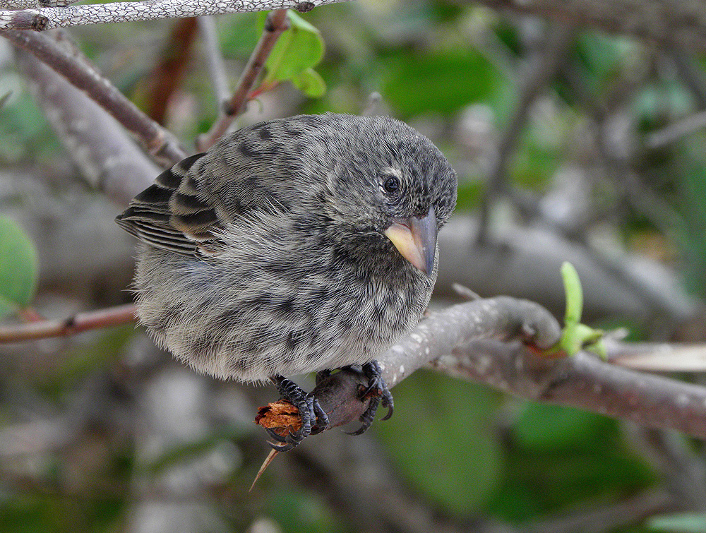 Pinzón de cactus (Common Cactus Finch) | Project Noah