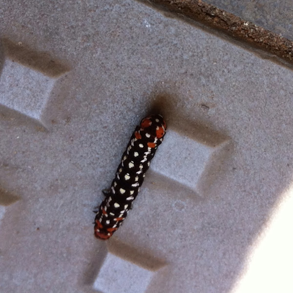 Lily moth caterpillar | Project Noah