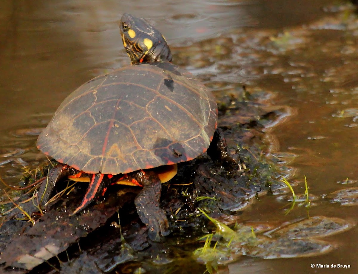Eastern painted turtle | Project Noah