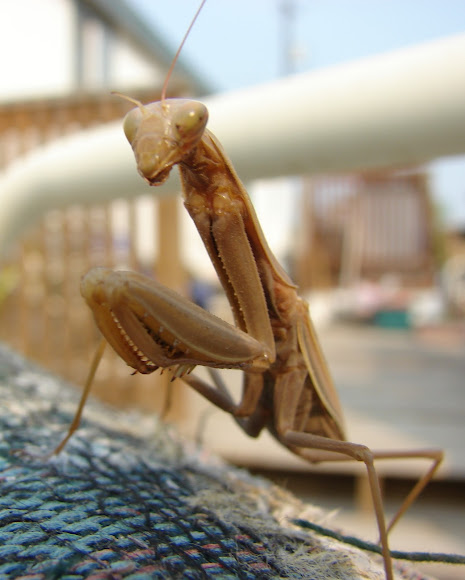 Tan praying mantis | Project Noah