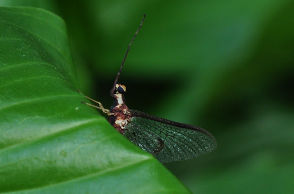Giant Michigan Mayfly | Project Noah