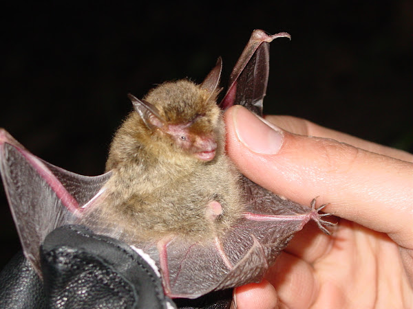 Northern Myotis | Project Noah