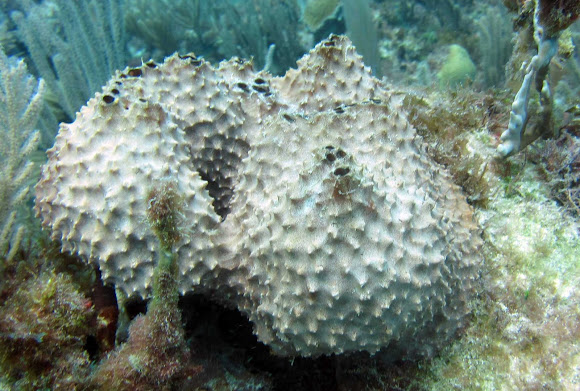 Stinker sponge | Project Noah