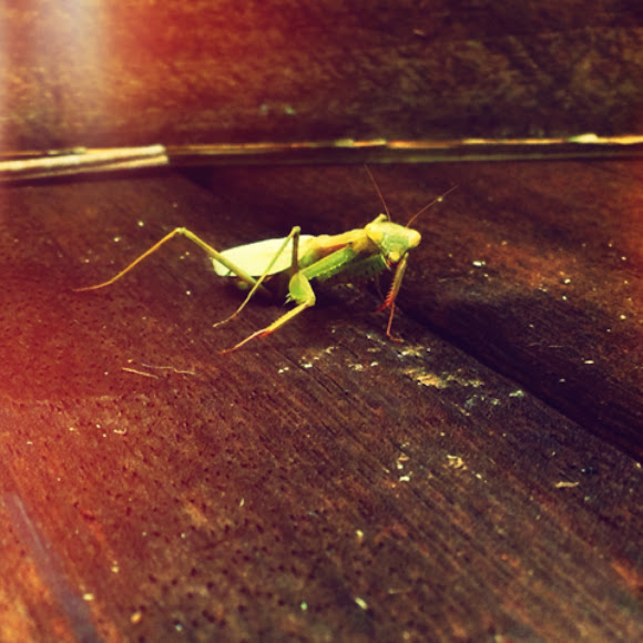 Praying Mantis | Project Noah
