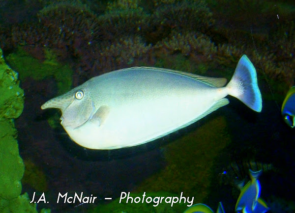 Spotted Unicorn Fish | Project Noah