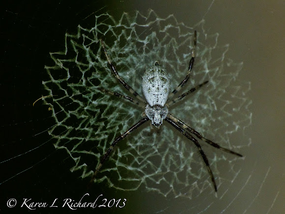 Orb-weaving spider (immature) | Project Noah