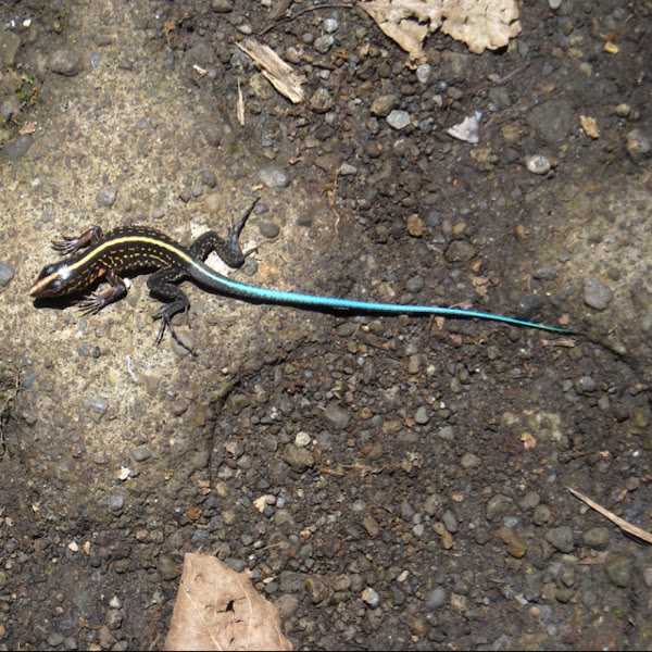 Central American whiptail | Project Noah