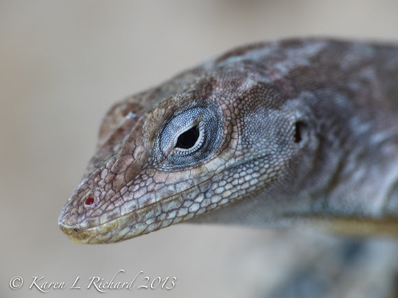 Aruban whiptail lizard (female) | Project Noah