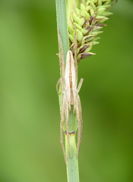 Grass spider | Project Noah