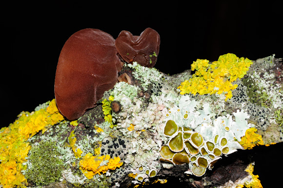 Judas Ear, Oreja de Judas | Project Noah