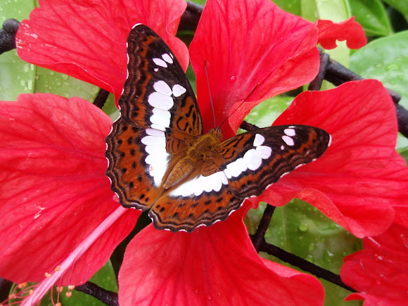 The Commander Butterfly | Project Noah