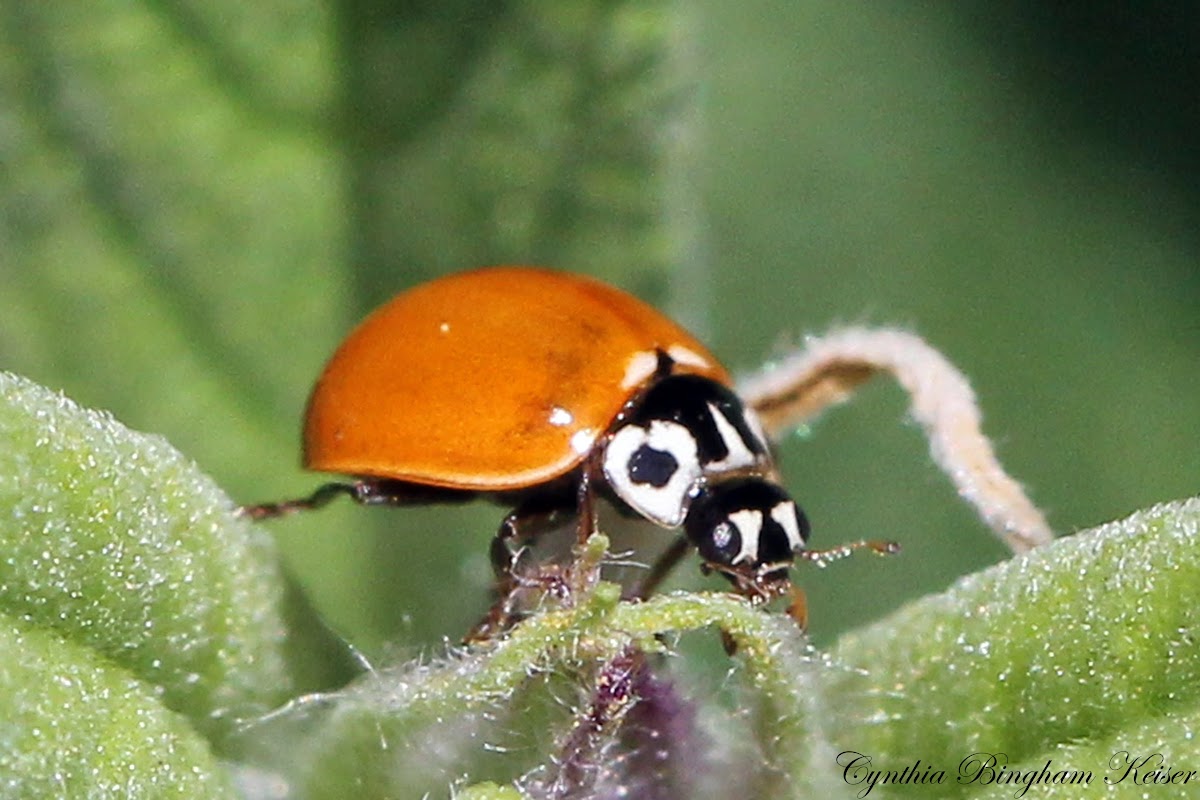 Western Blood-Red Lady Beetle | Project Noah