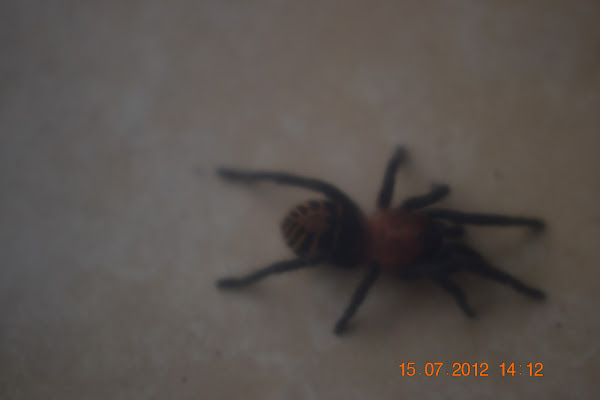 Costa Rica'n TIGER RUMP | Project Noah