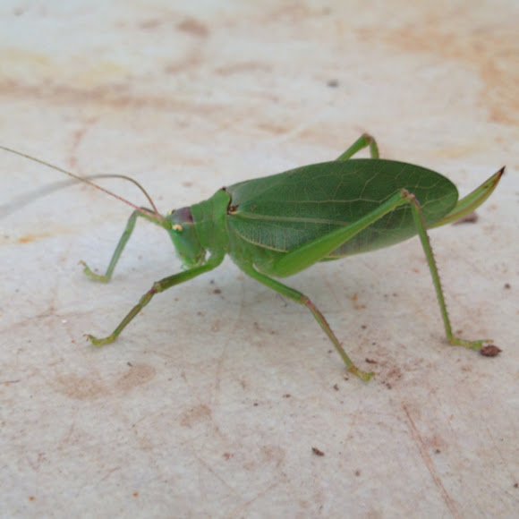 Common True Katydid | Project Noah