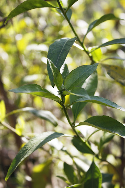 Palqui / Green Cestrum | Project Noah