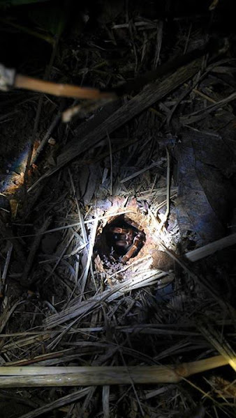 Puerto Rican Pygmy Tarantula | Project Noah