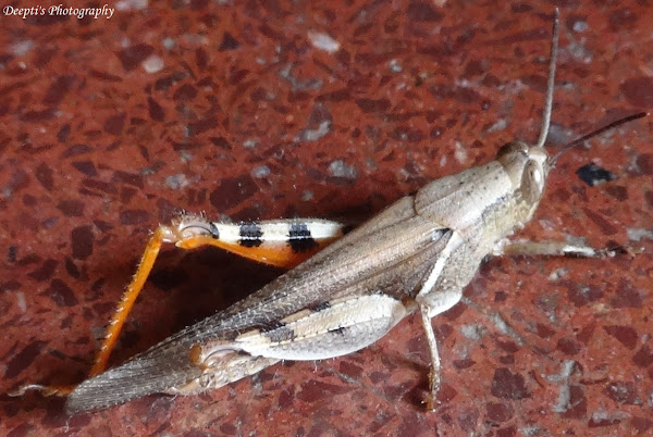 Unknown spotting | Project Noah