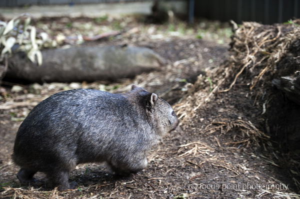 wombat 5 ways | Project Noah