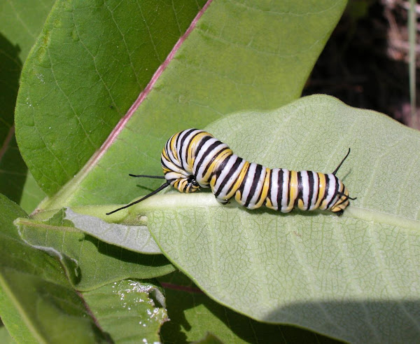 Monarch butterfly (larva) | Project Noah