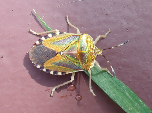 Mattiphus Shield Bug | Project Noah