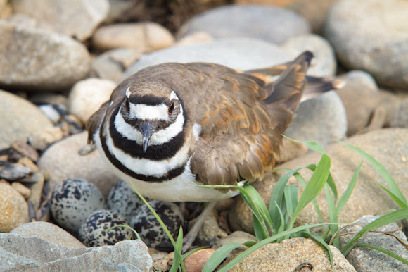 Killdeer | Project Noah