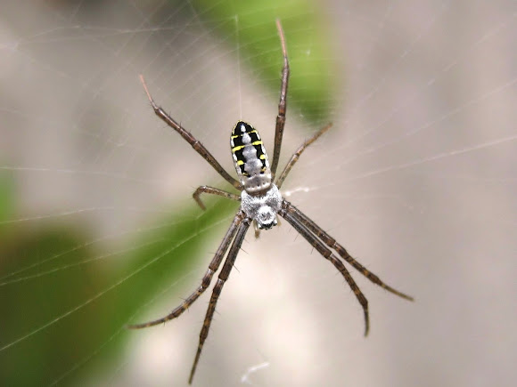 Grass Cross Spider | Project Noah