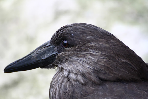 Hammerhead | Project Noah