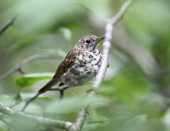 Wood Thrush (immature) | Project Noah
