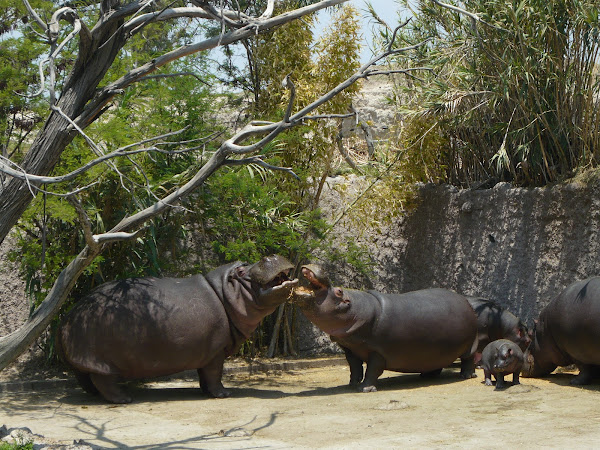 Hippopotamus | Project Noah