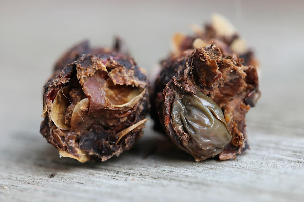 mink droppings | Project Noah