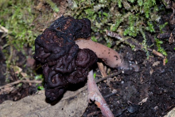 Gyromitra esculenta | Project Noah