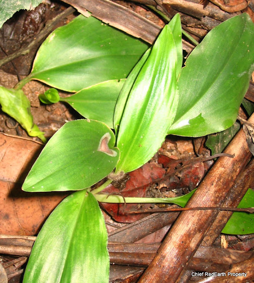 Aromatic Ginger, Resurrection lily, Lesser Galangal, Sand Ginger ...