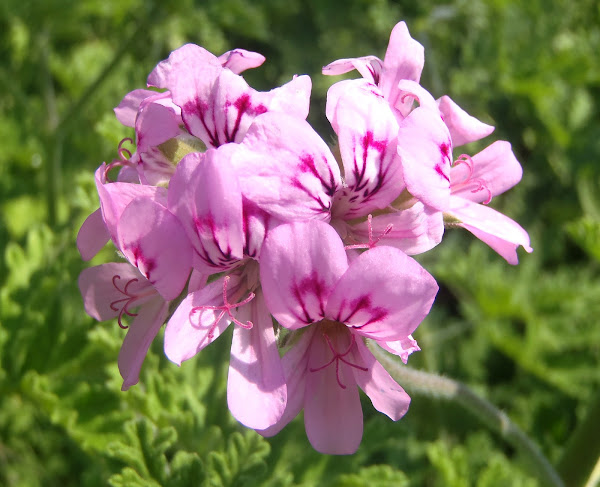 Geranio citronela, Pelargonium | Project Noah