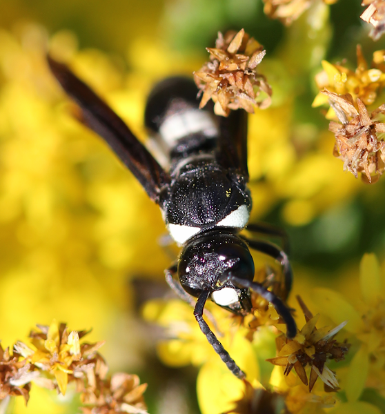 Four-toothed Mason Wasp | Project Noah