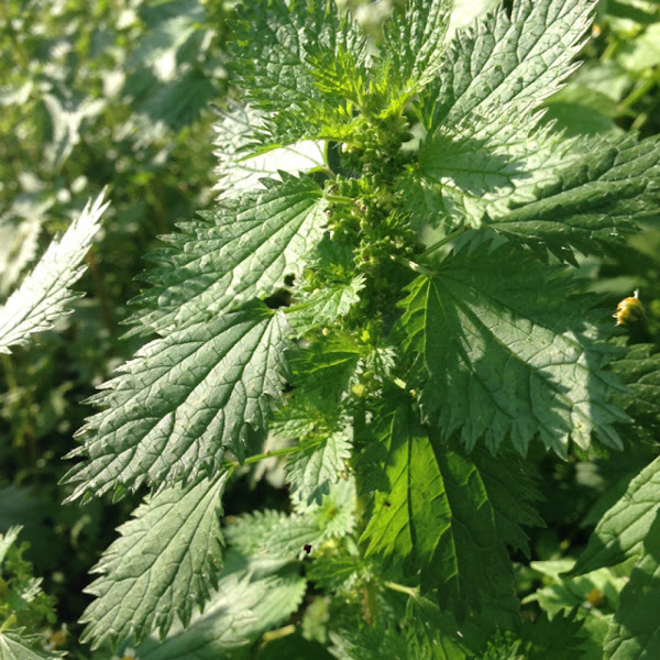 Dwarf nettle | Project Noah