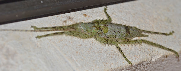 Stick Insect | Project Noah