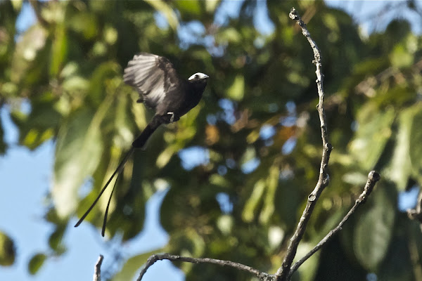 Mosquero Coludo | Project Noah