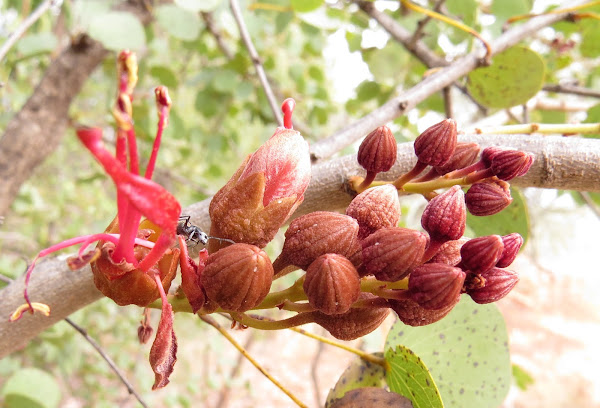 Jigal Tree ( Kimberley Bauhinia) | Project Noah