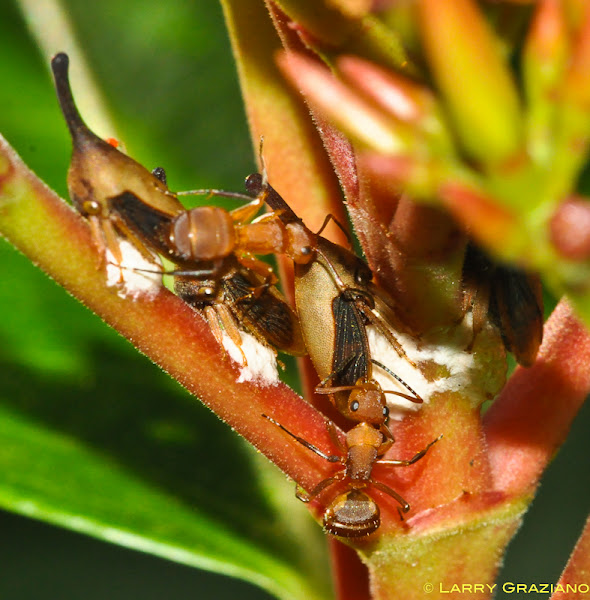 Treehopper | Project Noah
