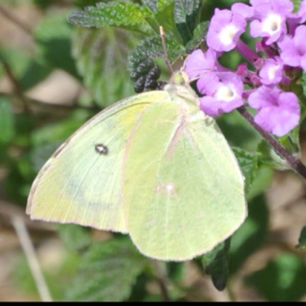 Southern Dogface Female | Project Noah