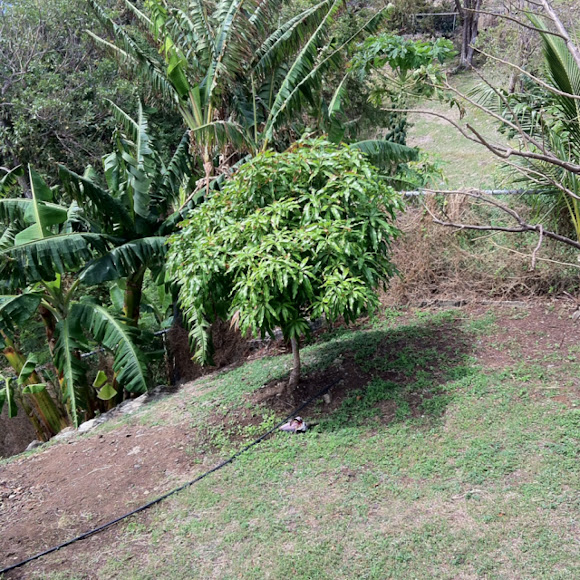 Julie mango | Project Noah