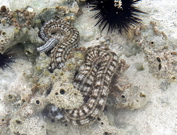 Feathermouth sea cucumber (Synaptidae) | Project Noah