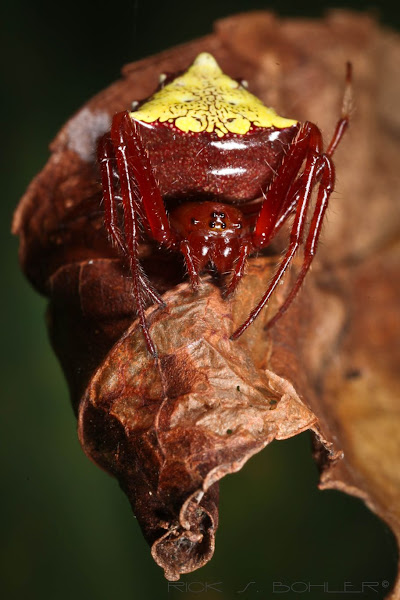 Arrowhead Spider | Project Noah