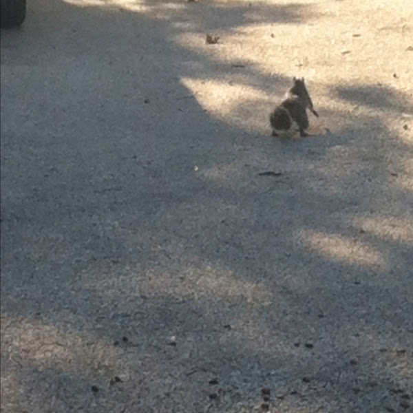 Gray Squirrel | Project Noah