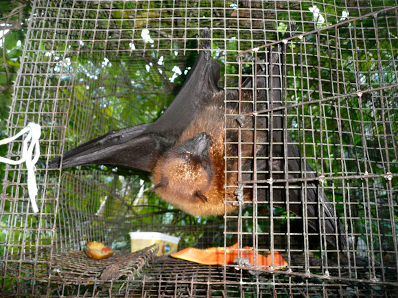 Seychelles fruit bat | Project Noah