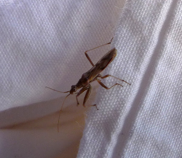 Chinche Nabis, bug Nabis | Project Noah